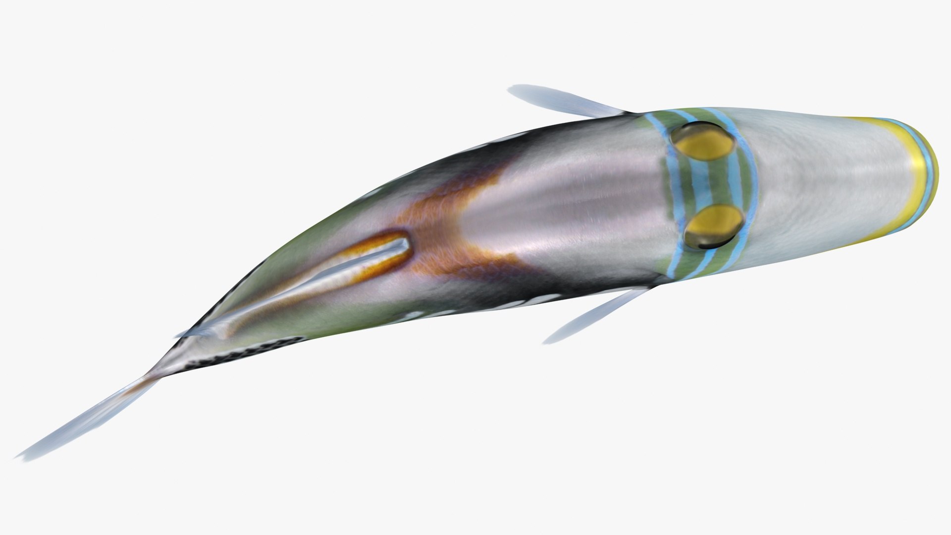 3D Model Triggerfish Animation Bones - TurboSquid 1508952