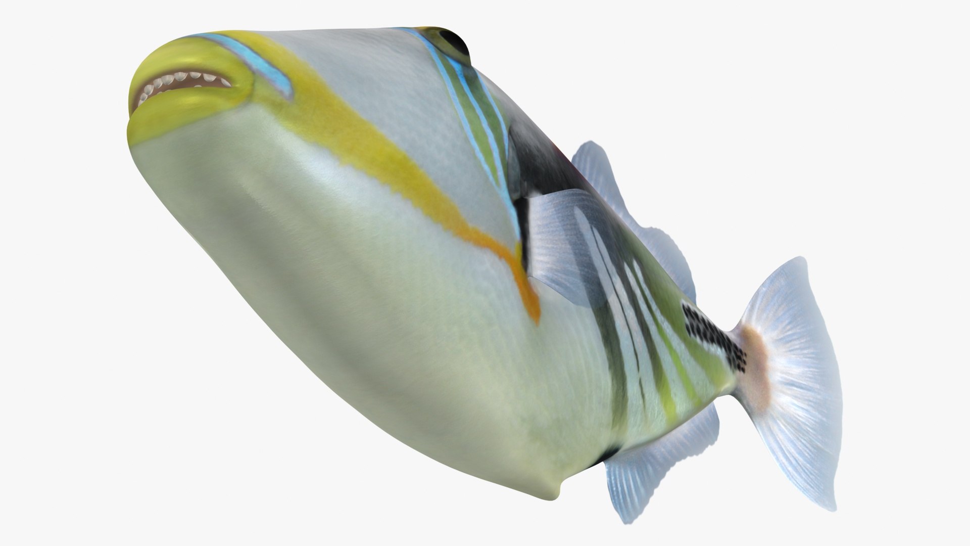 3D Model Triggerfish Animation Bones - TurboSquid 1508952