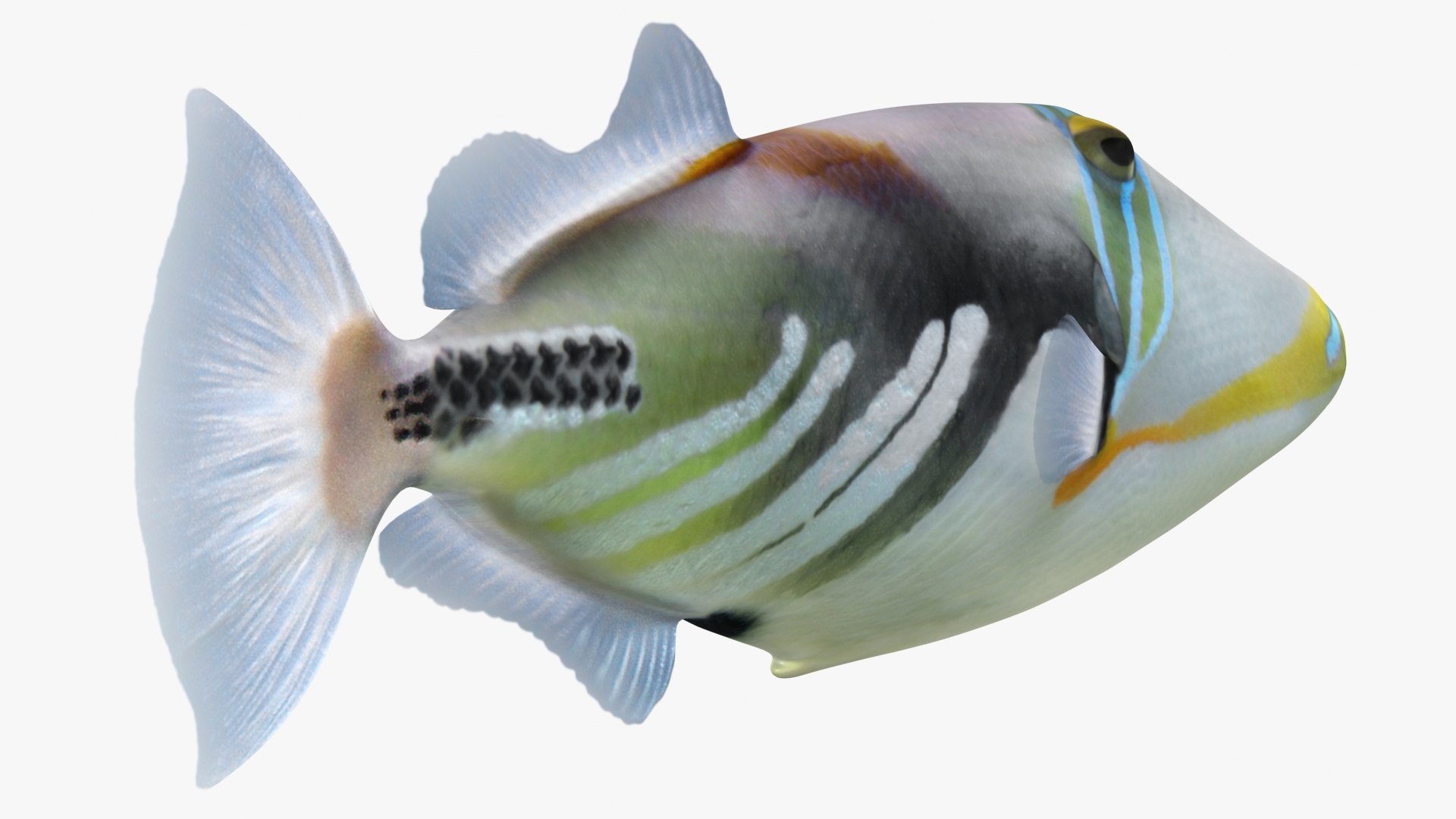 3D Model Triggerfish Animation Bones - TurboSquid 1508952