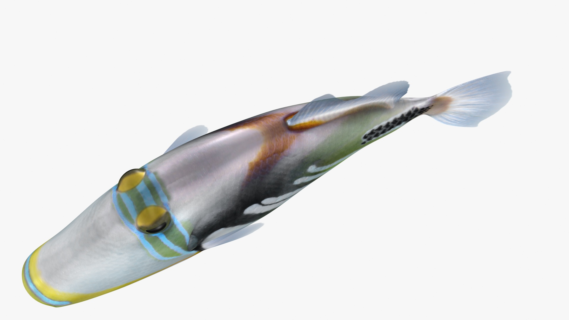 3D Model Triggerfish Animation Bones - TurboSquid 1508952