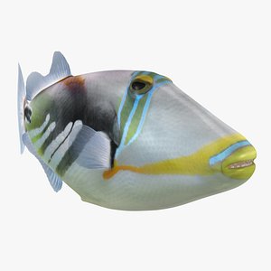 Triggerfish 3D Models for Download | TurboSquid