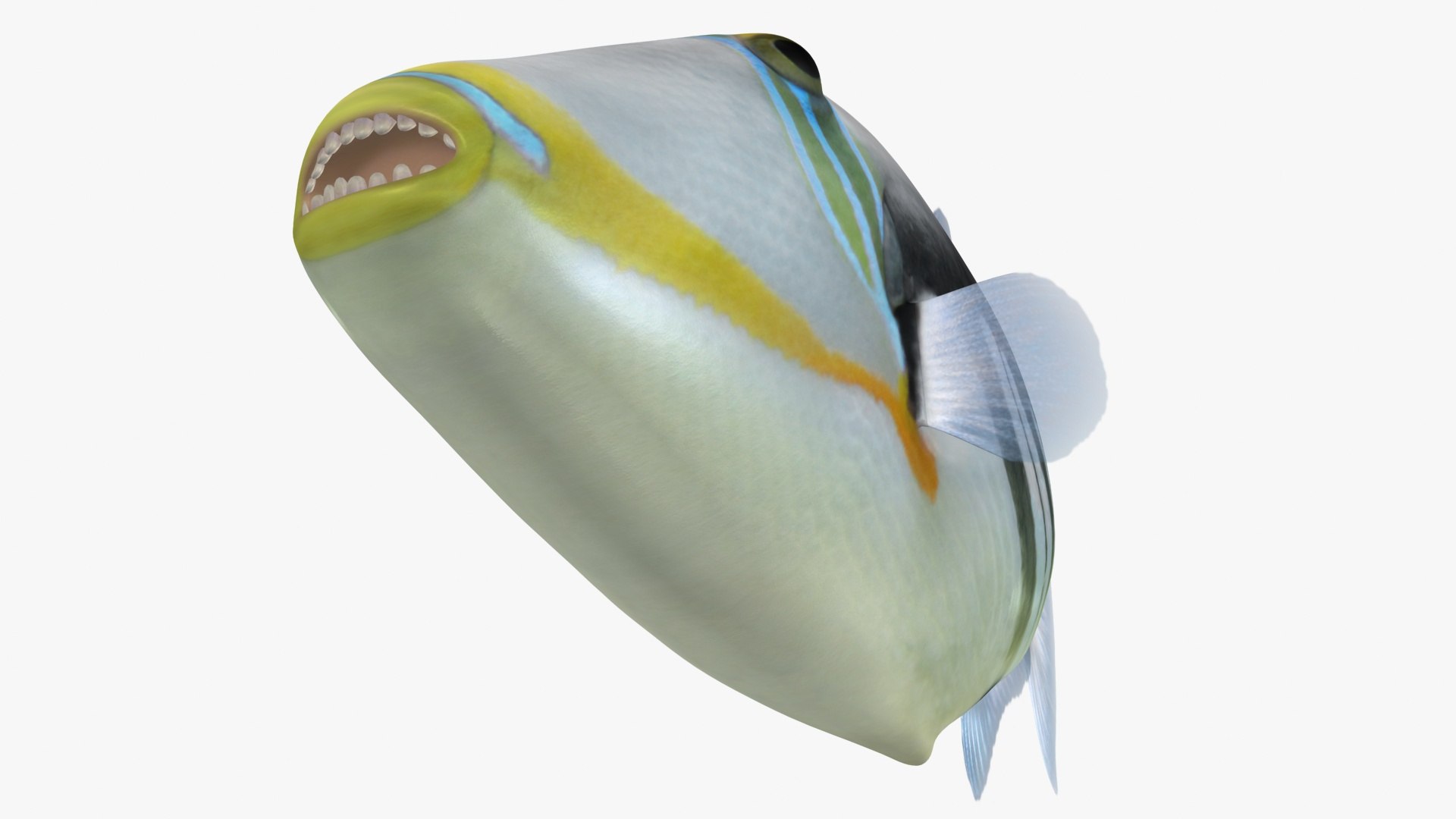 3D Model Triggerfish Animation Bones - TurboSquid 1508952