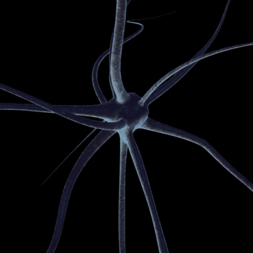 Neuron Cell 3d Model