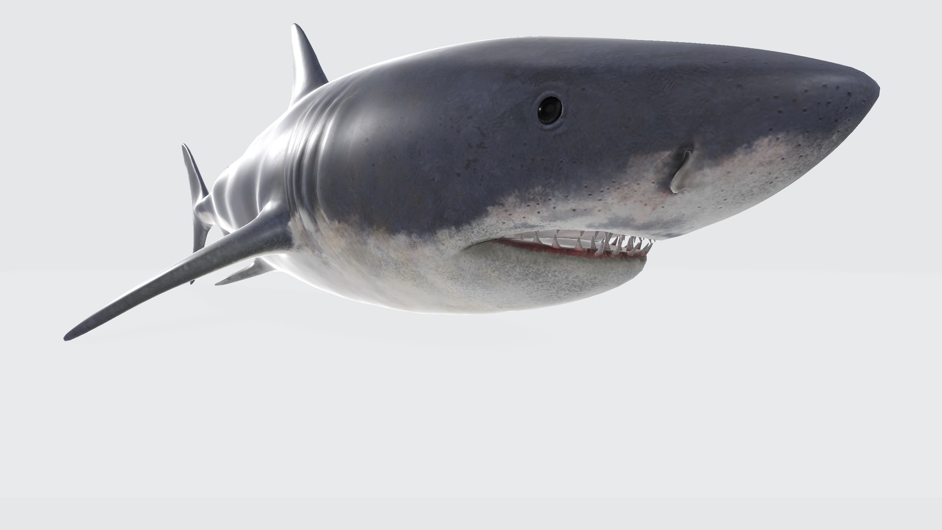 Shark 3D Model - TurboSquid 2300735