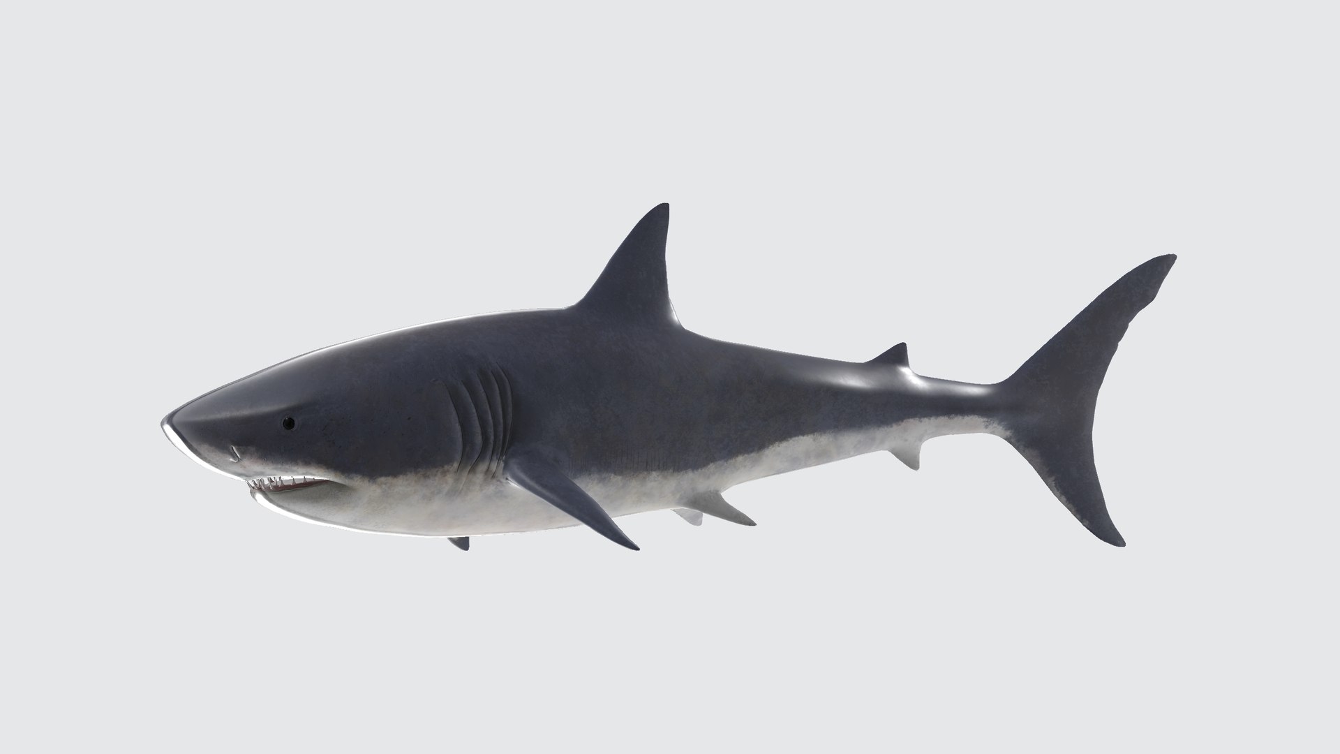 Shark 3D Model - TurboSquid 2300735