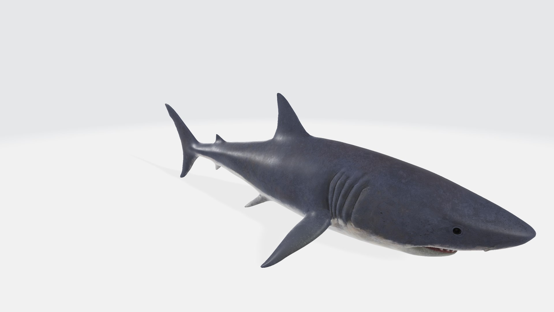 Shark 3D Model - TurboSquid 2300735