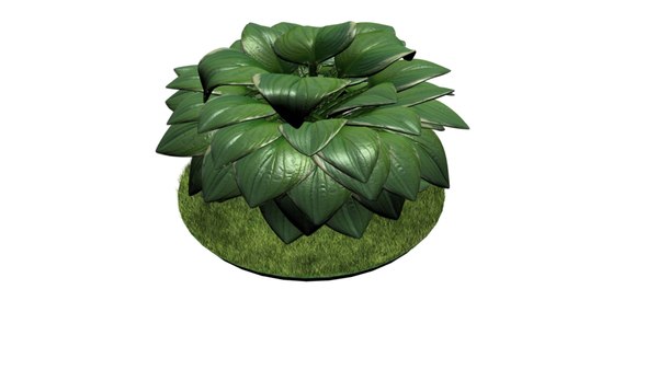 Hosta 3D Models for Download | TurboSquid