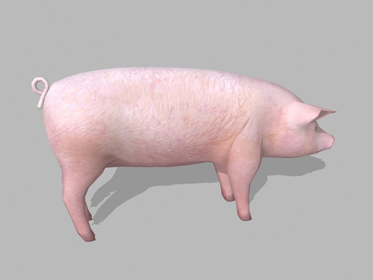 3d Max Pig Uv