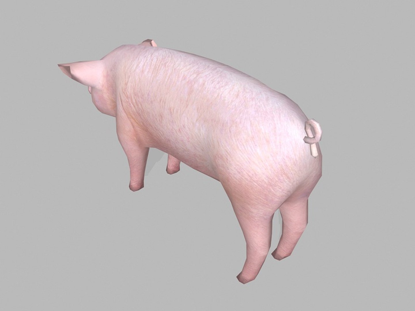 3d Max Pig Uv