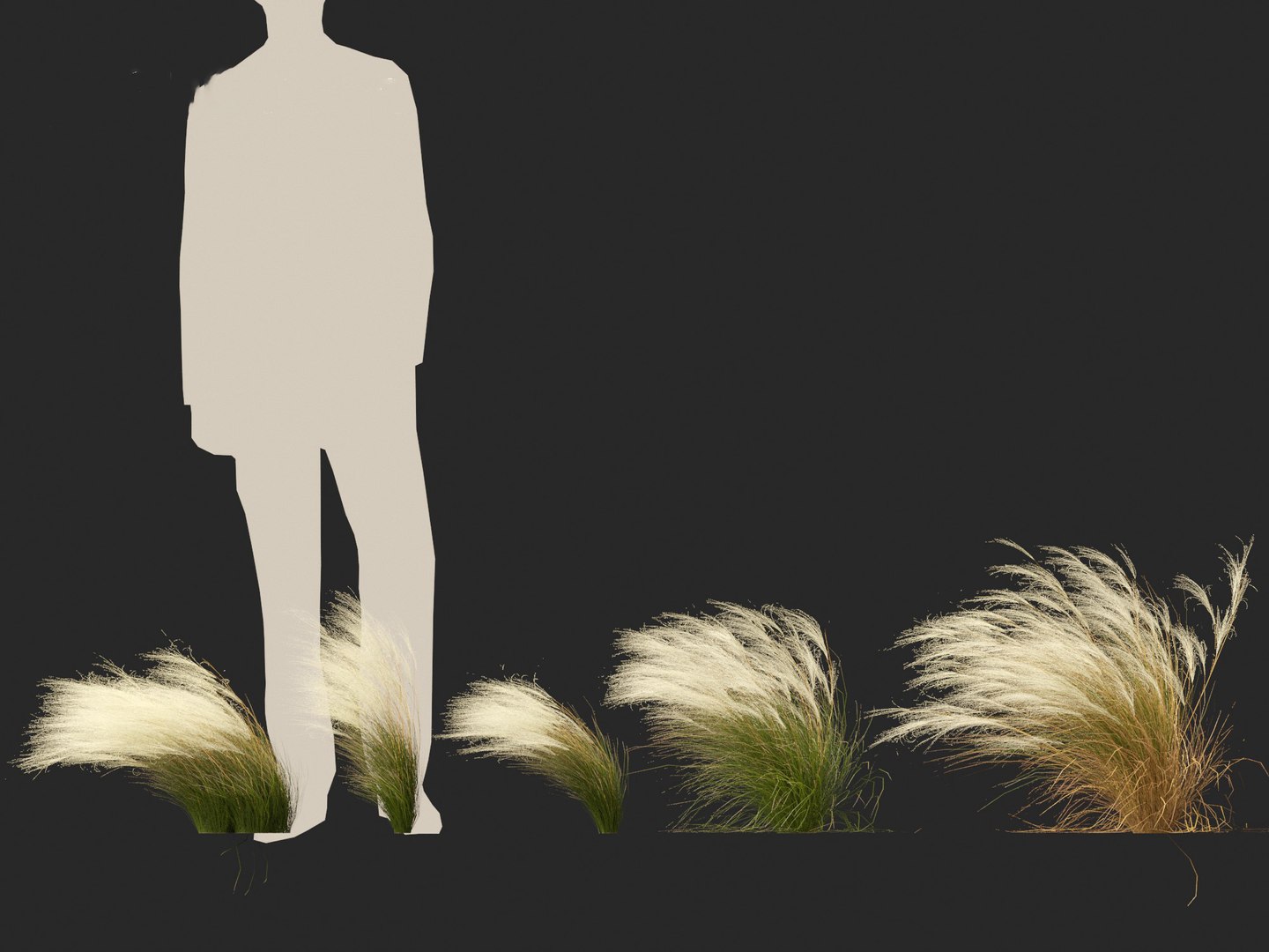 3D Nassella tenuissima - Mexican feather grass 01 - TurboSquid 2149805