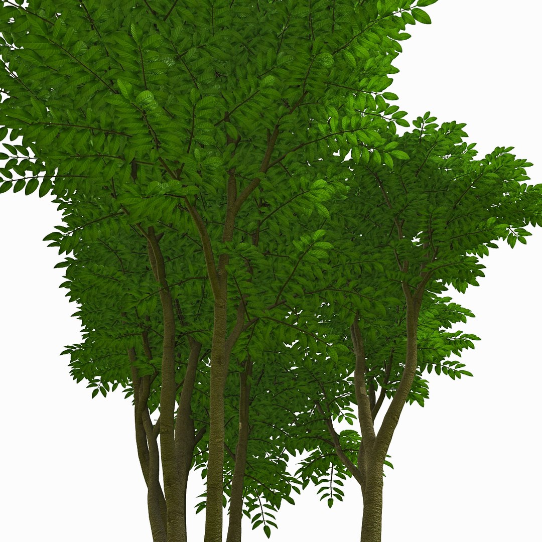 Tree Environment 3d Model