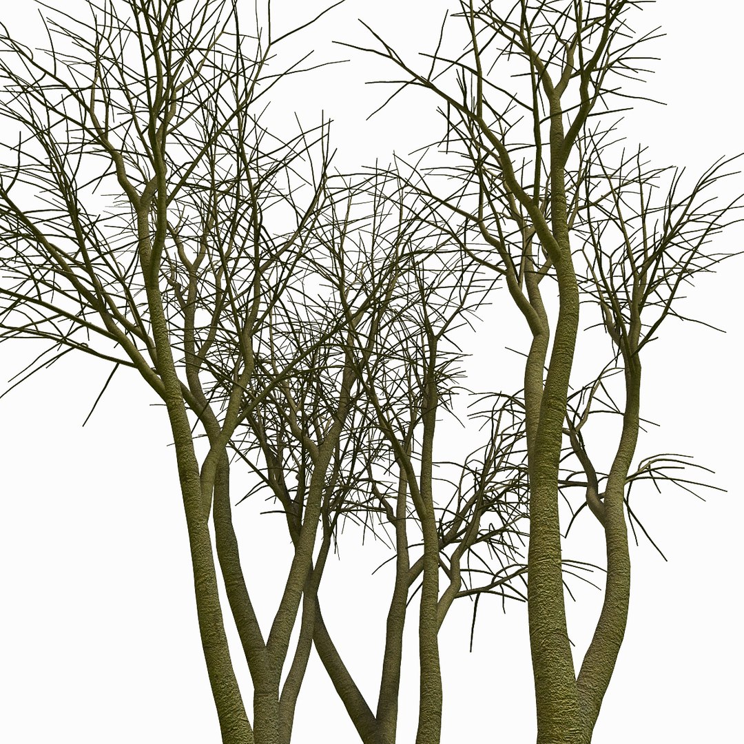 Tree Environment 3d Model