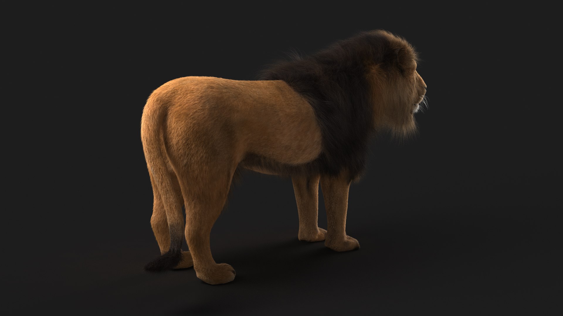 Lion Fur Max