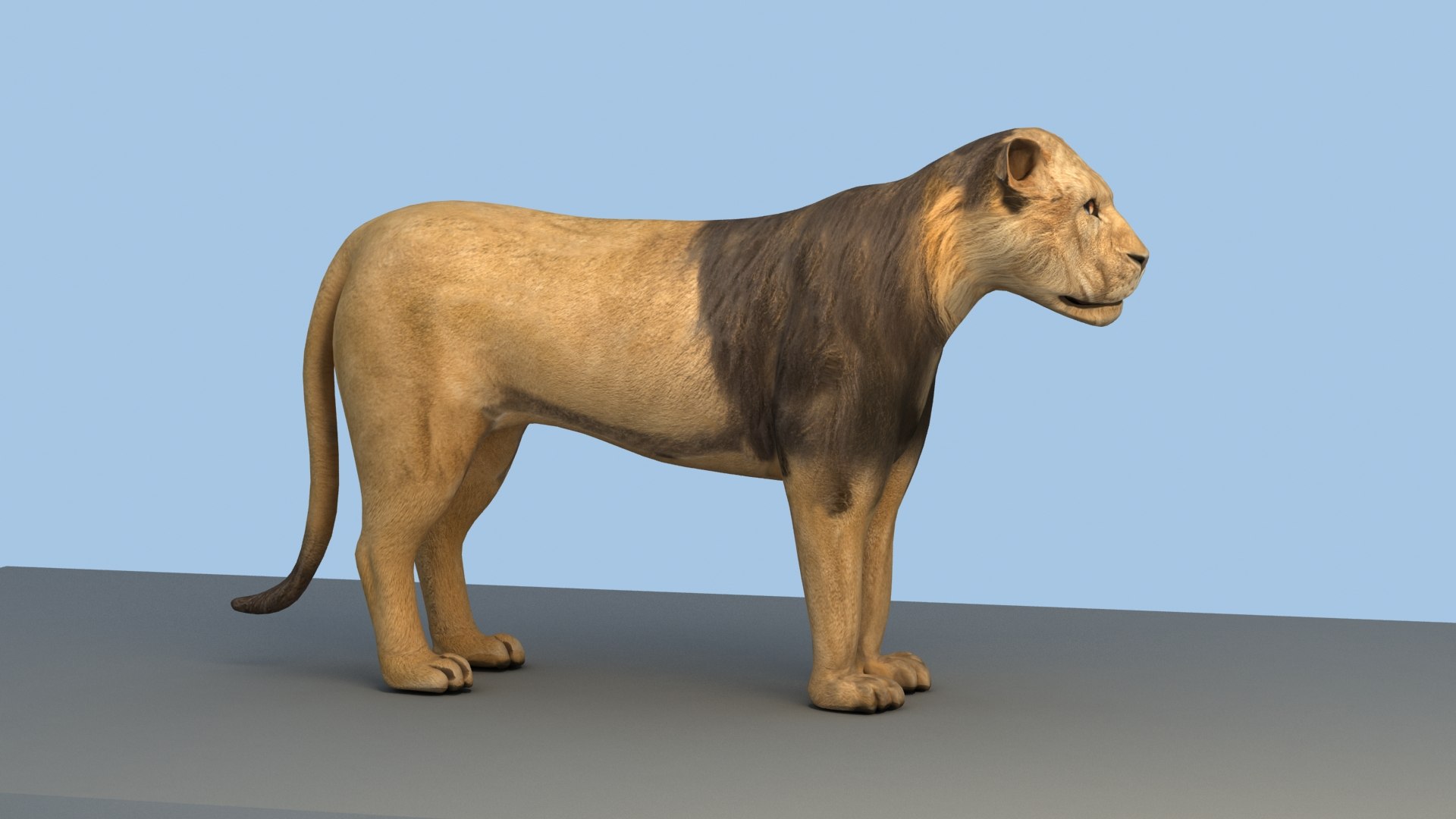 Lion Fur Max