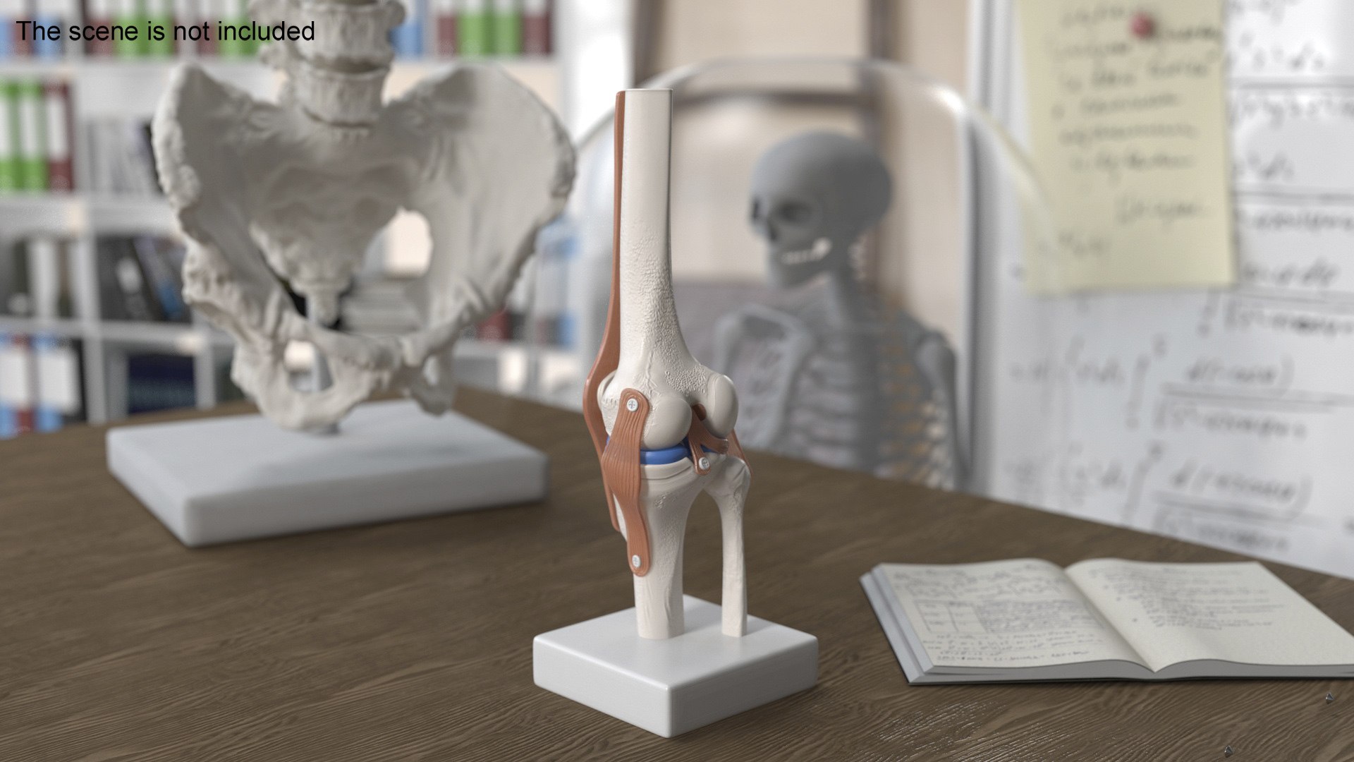 3D Model Anatomical Models Collection - TurboSquid 2298362
