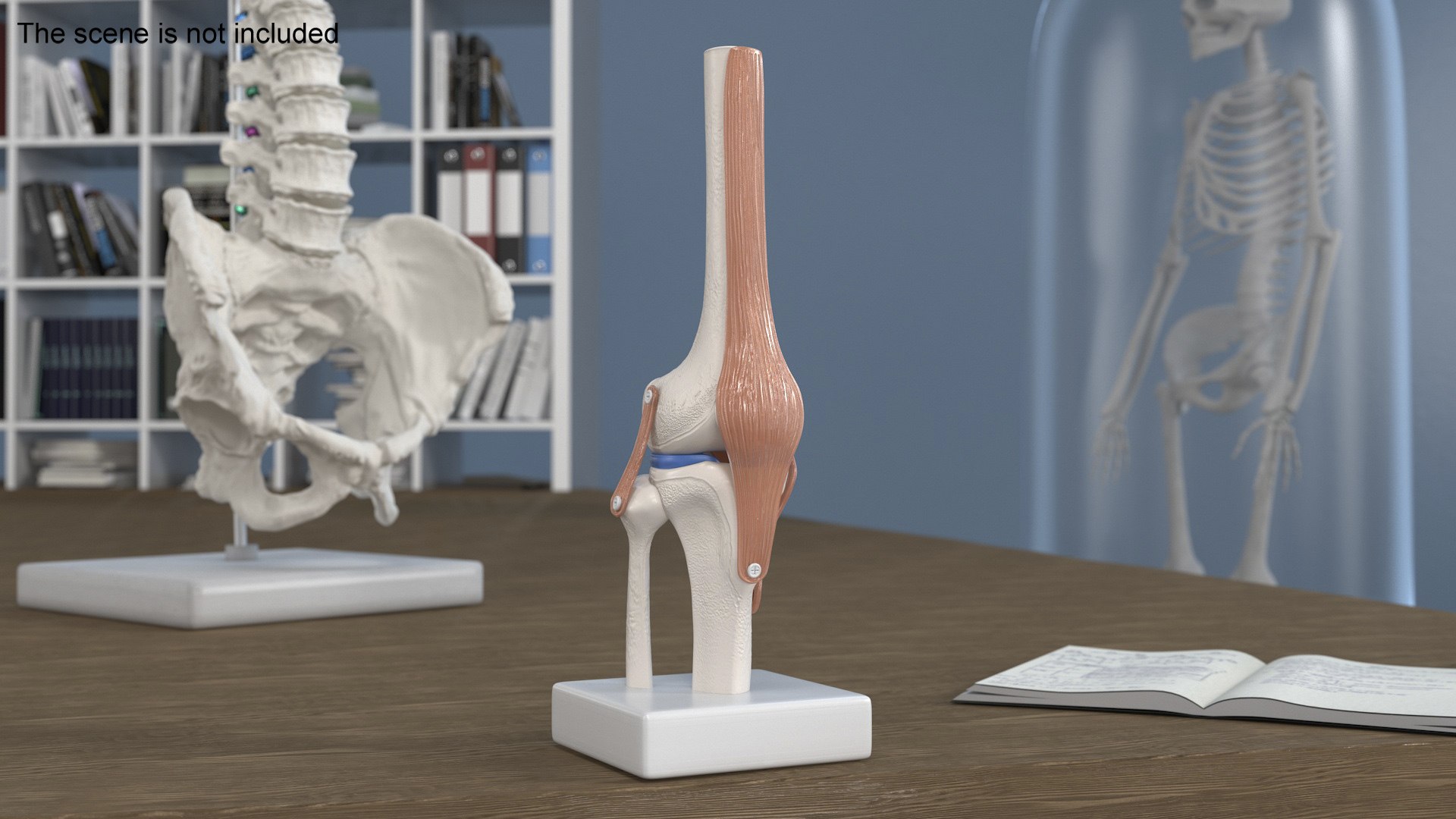 3D Model Anatomical Models Collection - TurboSquid 2298362