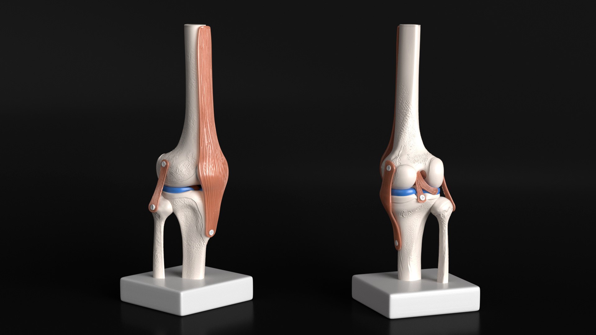 3D Model Anatomical Models Collection - TurboSquid 2298362