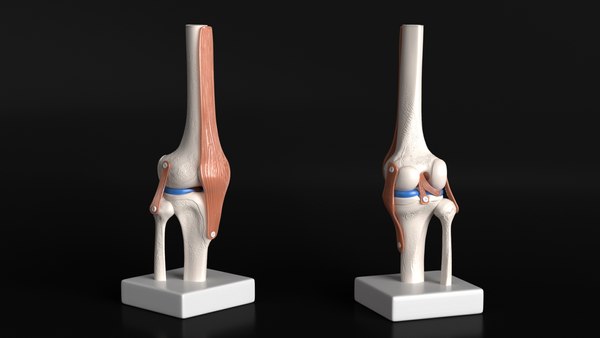 modelo 3d Colección de modelos anatómicos - TurboSquid 2298362