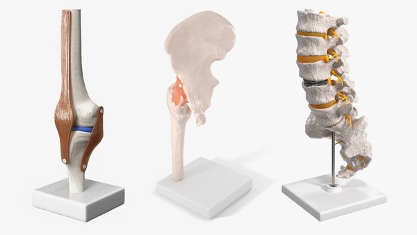 modelo 3d Colección de modelos anatómicos - TurboSquid 2298362