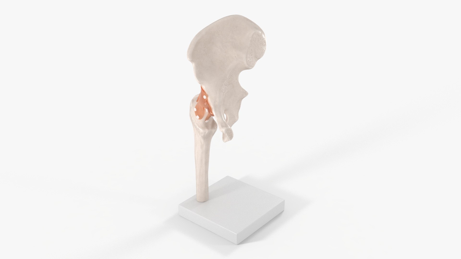 3D Model Anatomical Models Collection - TurboSquid 2298362