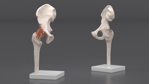 modelo 3d Colección de modelos anatómicos - TurboSquid 2298362