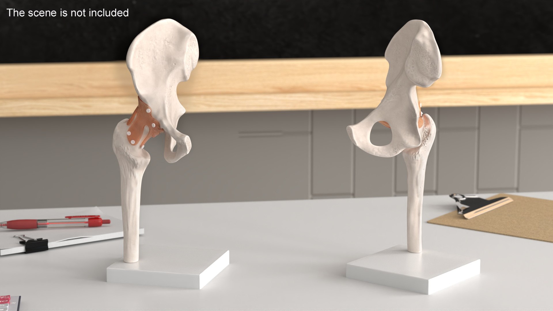 3D Model Anatomical Models Collection - TurboSquid 2298362