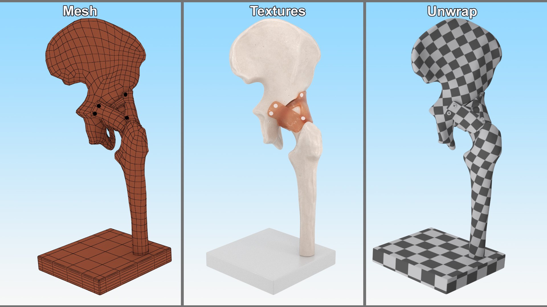 3D Model Anatomical Models Collection - TurboSquid 2298362
