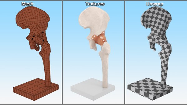 modelo 3d Colección de modelos anatómicos - TurboSquid 2298362