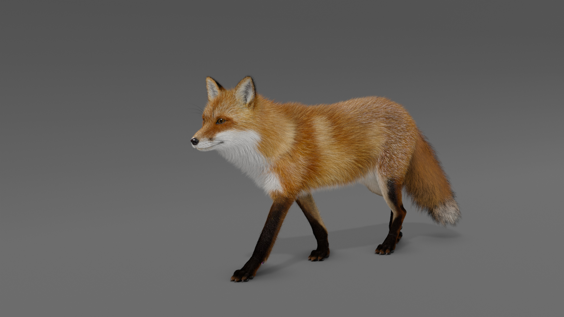 modèle 3D de Red Fox Animation - TurboSquid 2057087