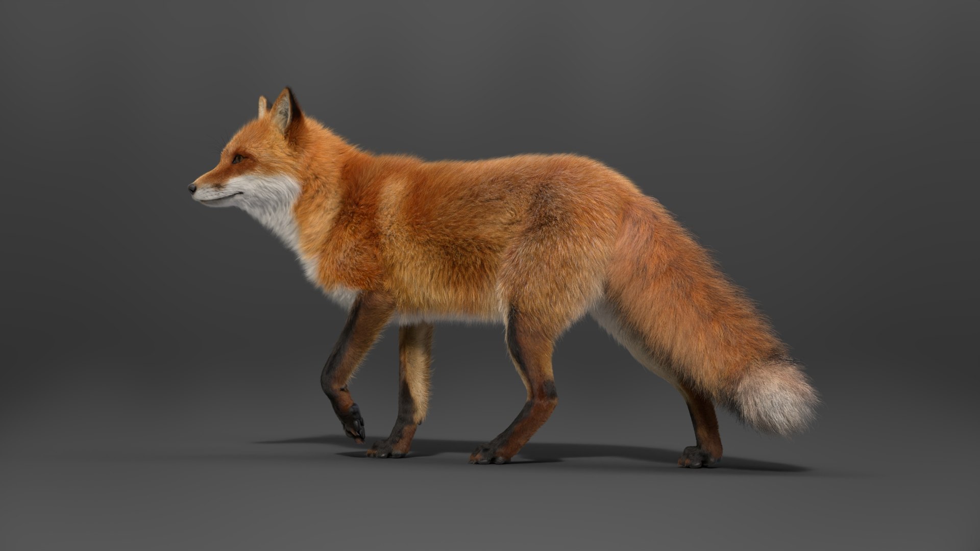 3D Red Fox Animation model - TurboSquid 2057087