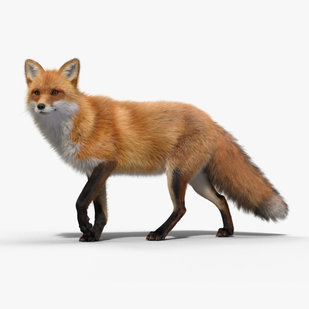 Red Fox Animation3D模型 - TurboSquid 2057087