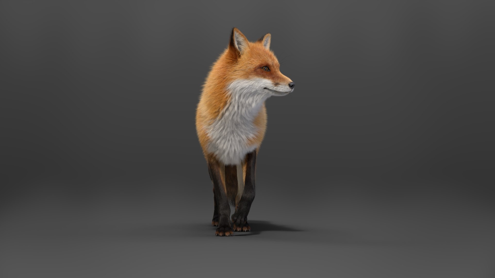 3D Red Fox Animation model - TurboSquid 2057087