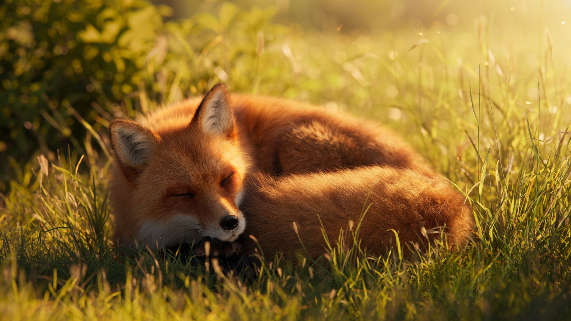 3D Red Fox Animation Model - TurboSquid 2057087