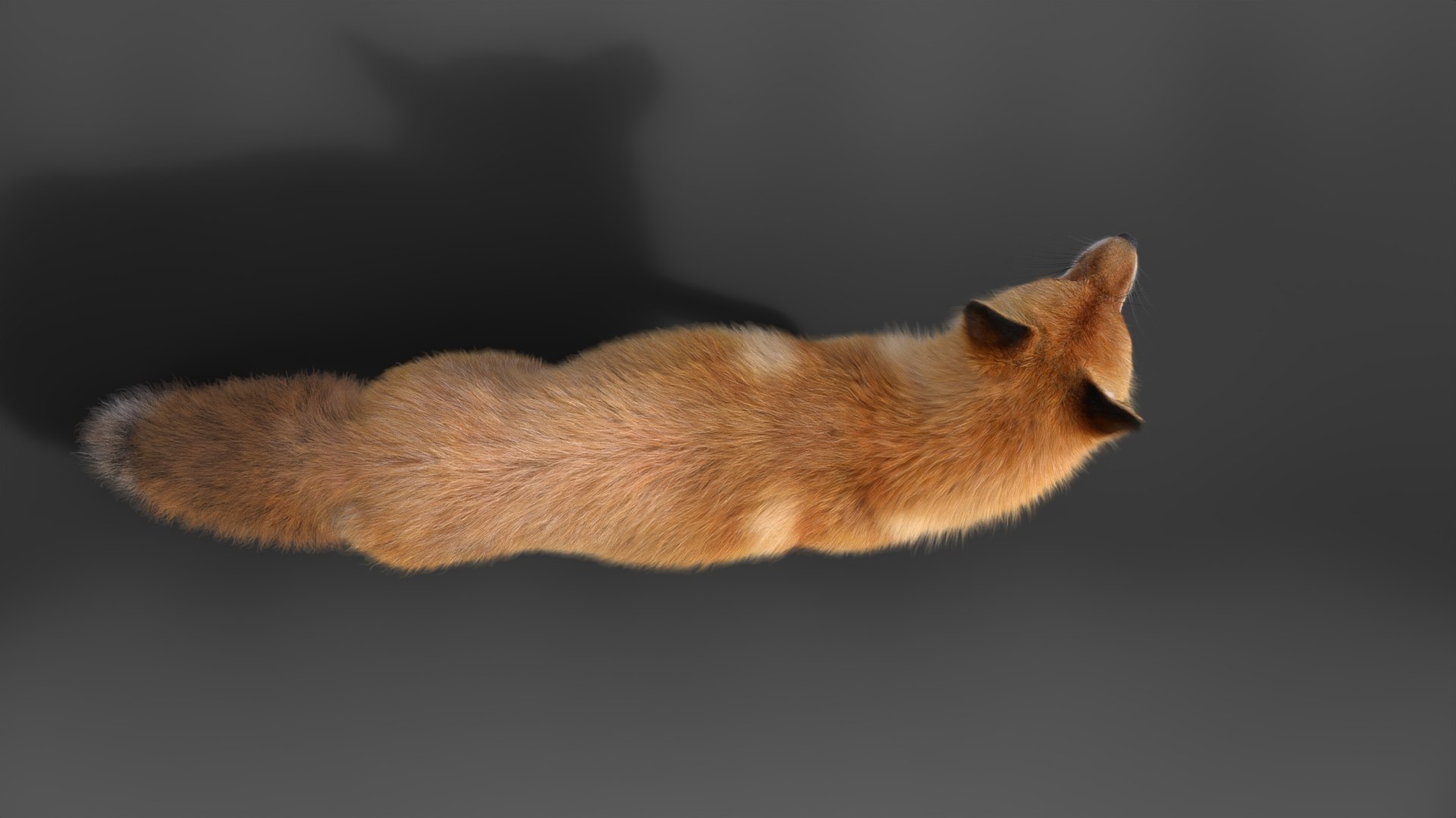 3D Red Fox Animation model - TurboSquid 2057087