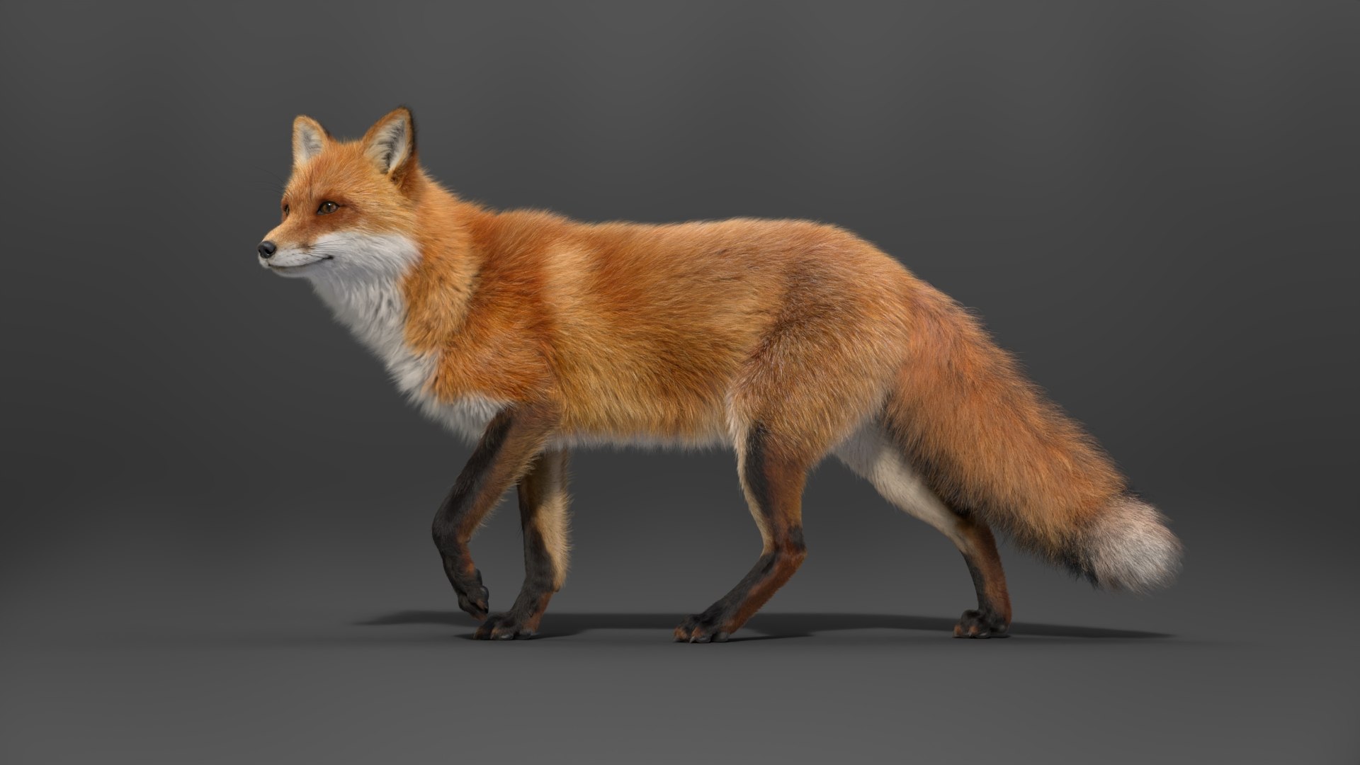 3D Red Fox Animation model - TurboSquid 2057087