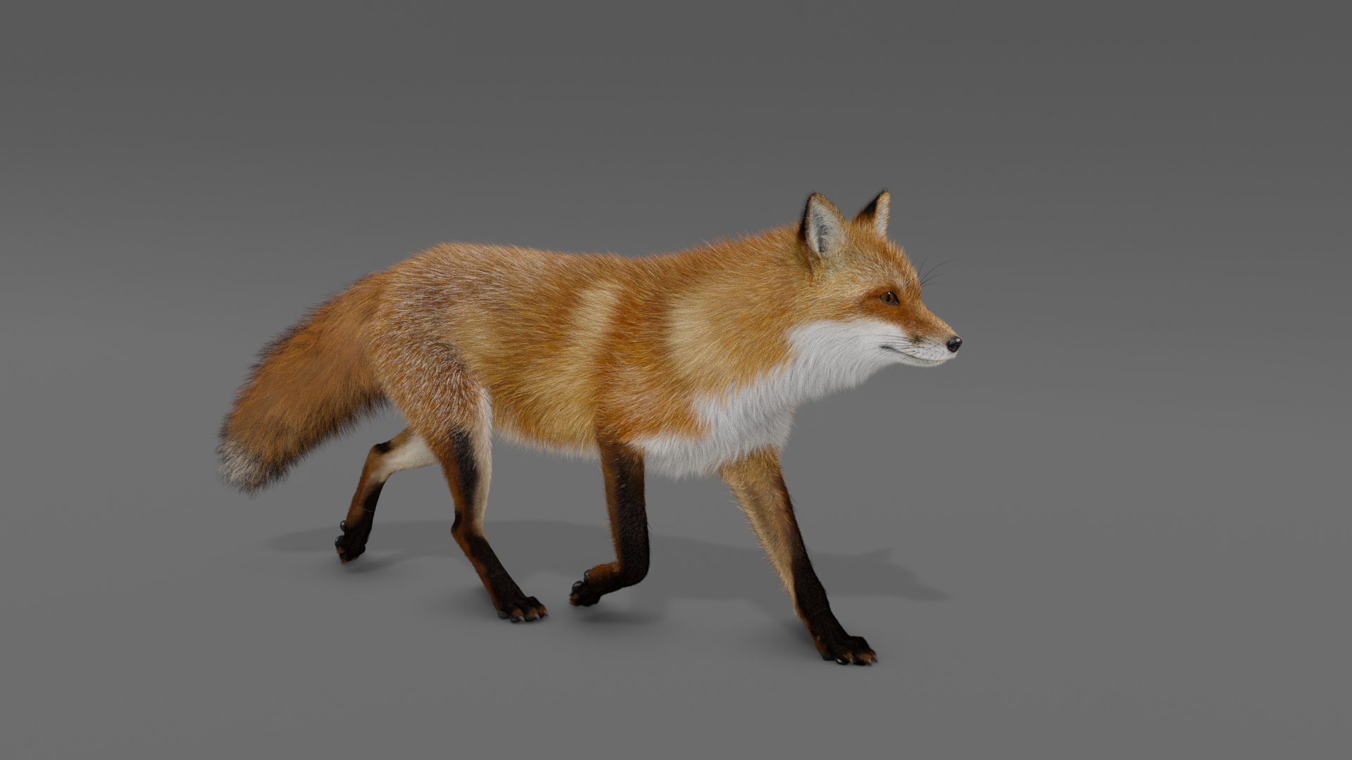 3D Red Fox Animation model - TurboSquid 2057087