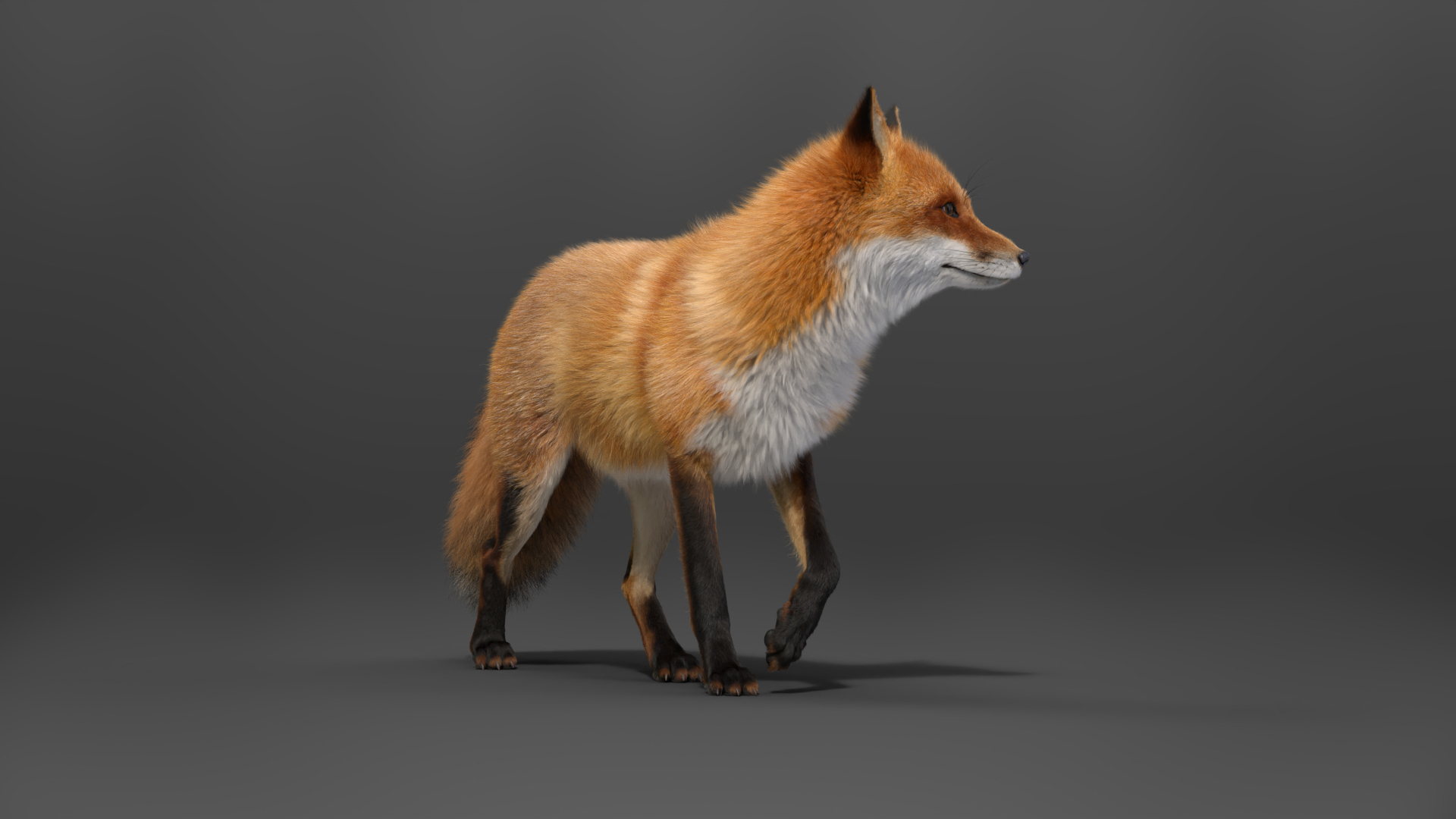 3D Red Fox Animation model - TurboSquid 2057087
