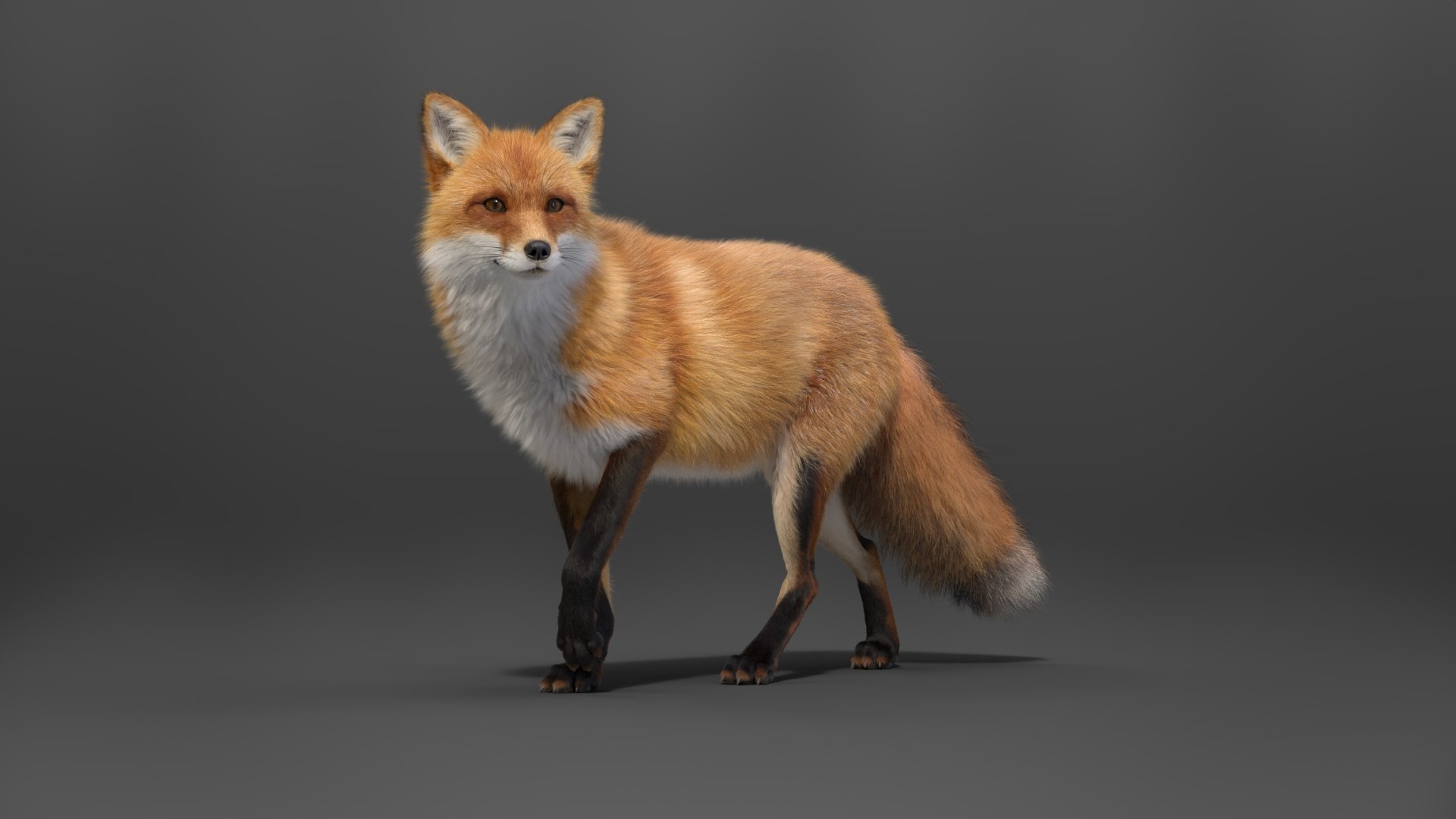 3D Red Fox Animation model - TurboSquid 2057087