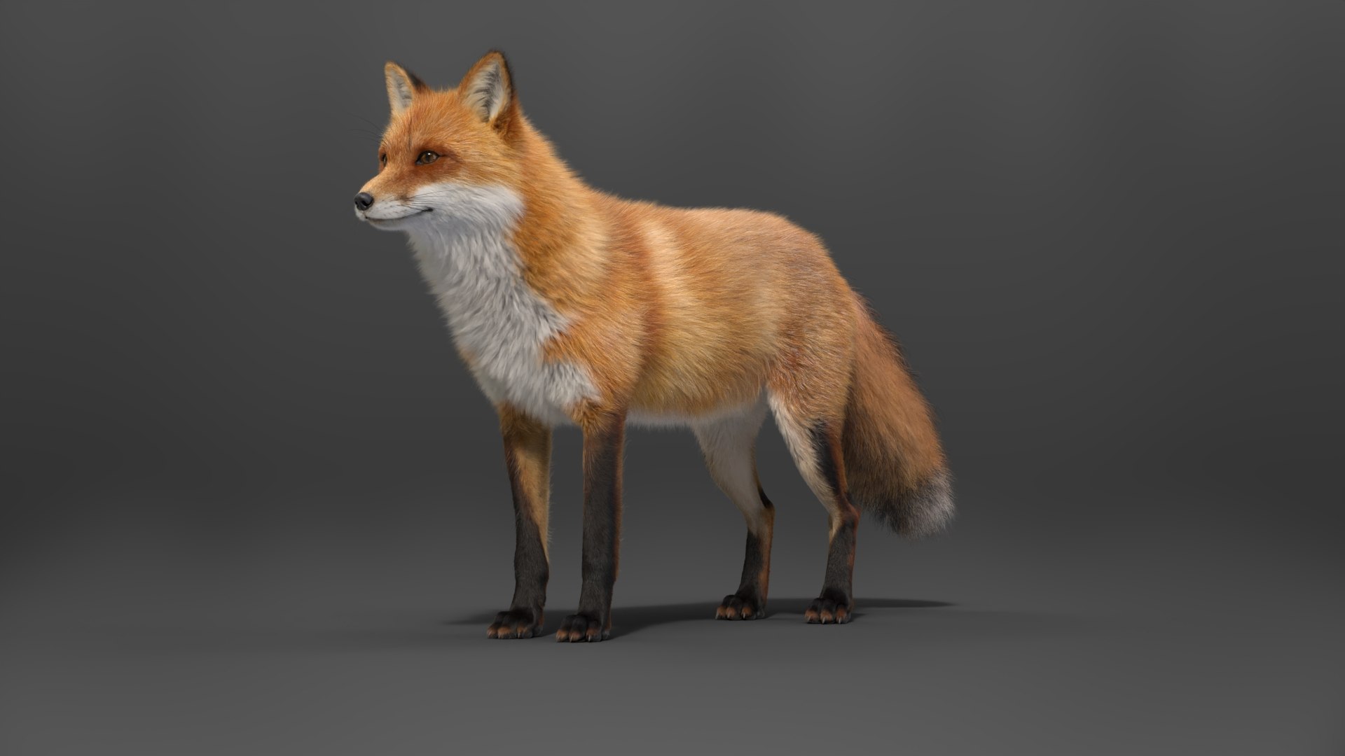 3D Red Fox Animation model - TurboSquid 2057087