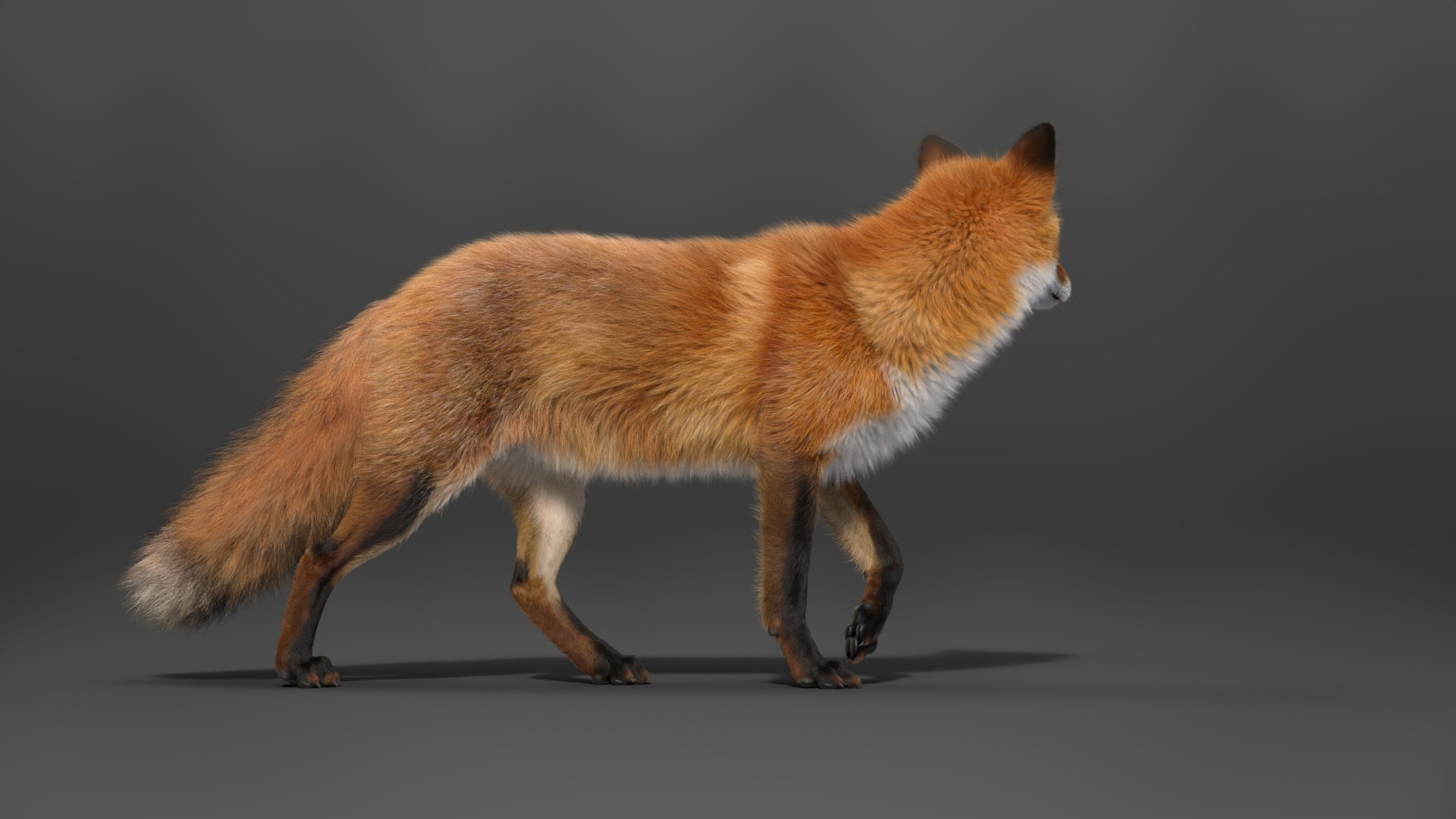 3D Red Fox Animation model - TurboSquid 2057087