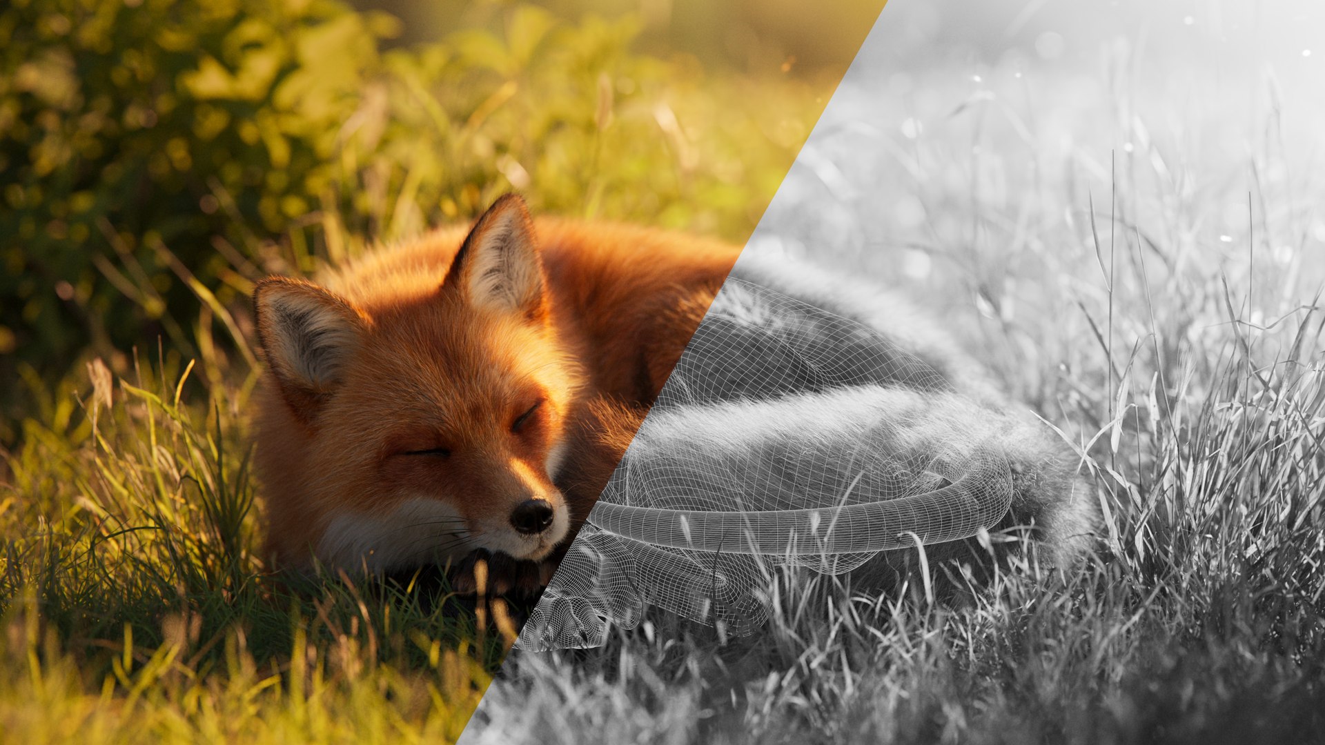 3D Red Fox Animation Model - TurboSquid 2057087