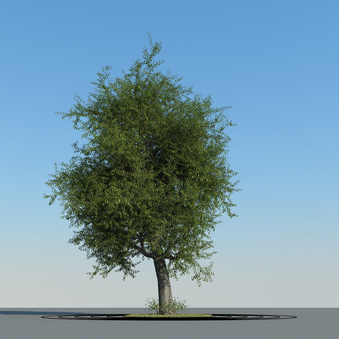 Oak Tree 3d Model