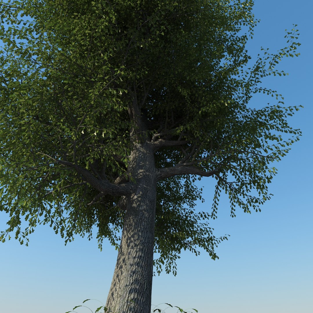Oak Tree 3d Model
