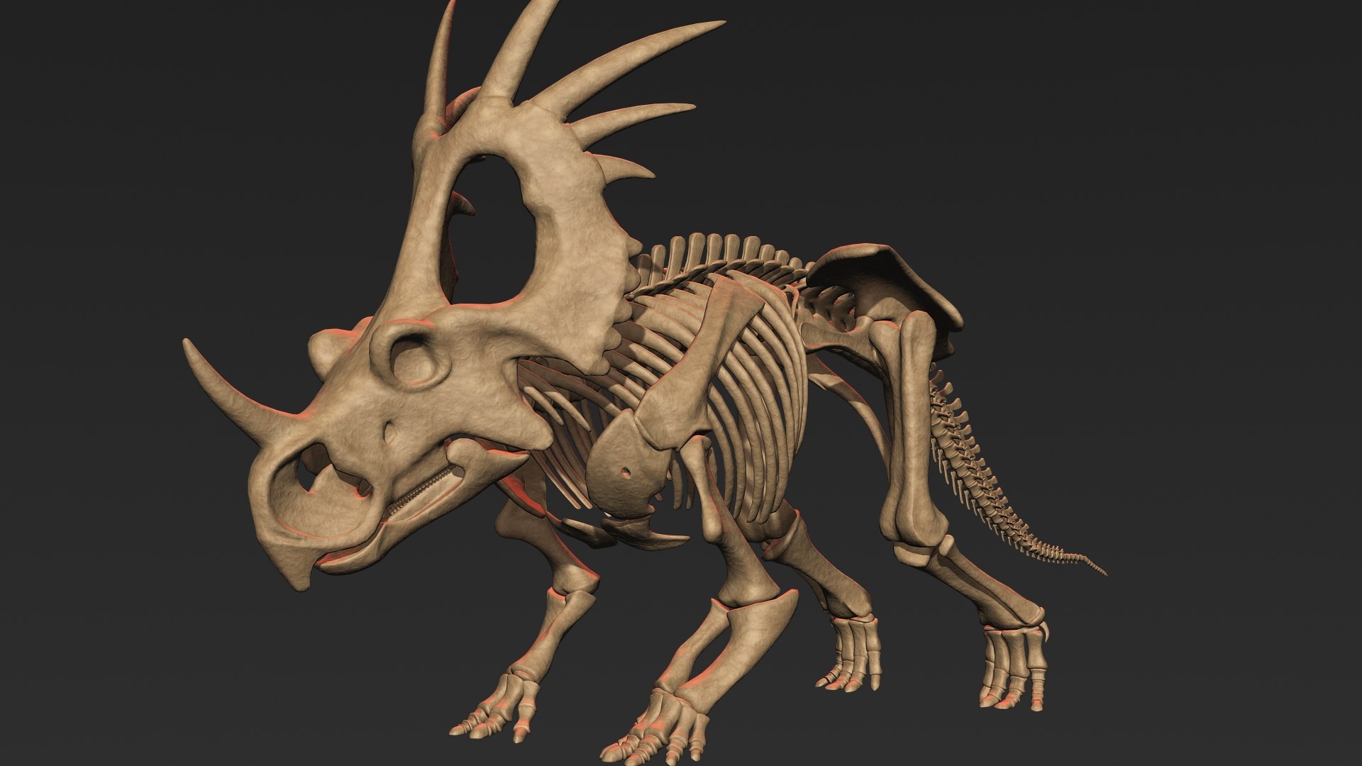 Styracosaurus Skeleton 3D Model - TurboSquid 1228764