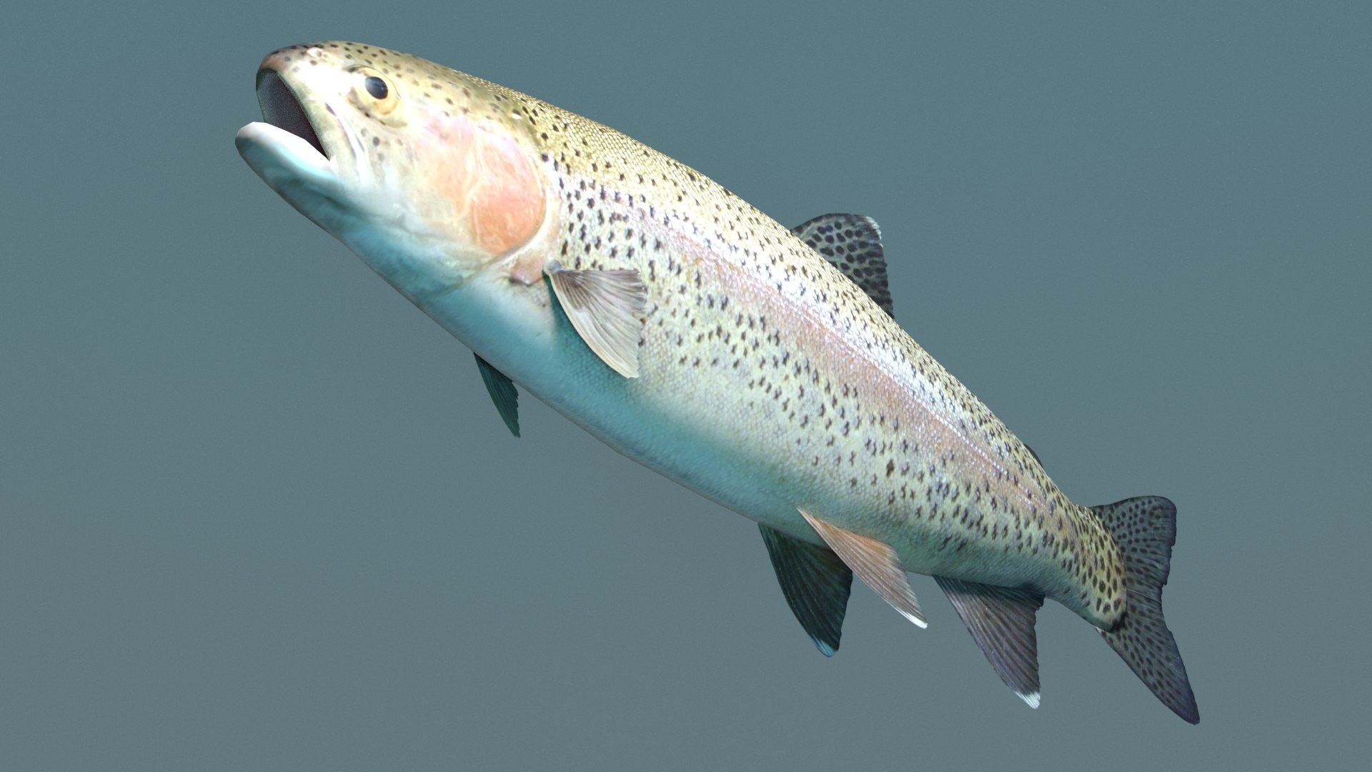 Trout Model - TurboSquid 1778468