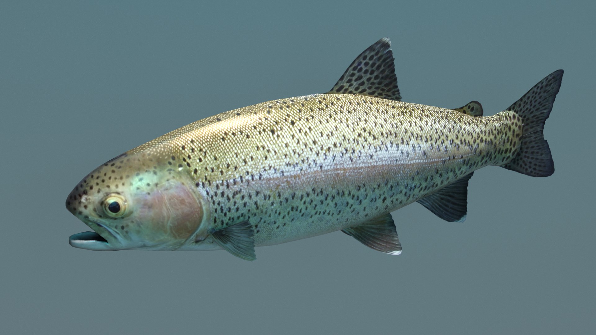 Trout Model - TurboSquid 1778468