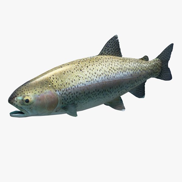 3D Trout Models | TurboSquid