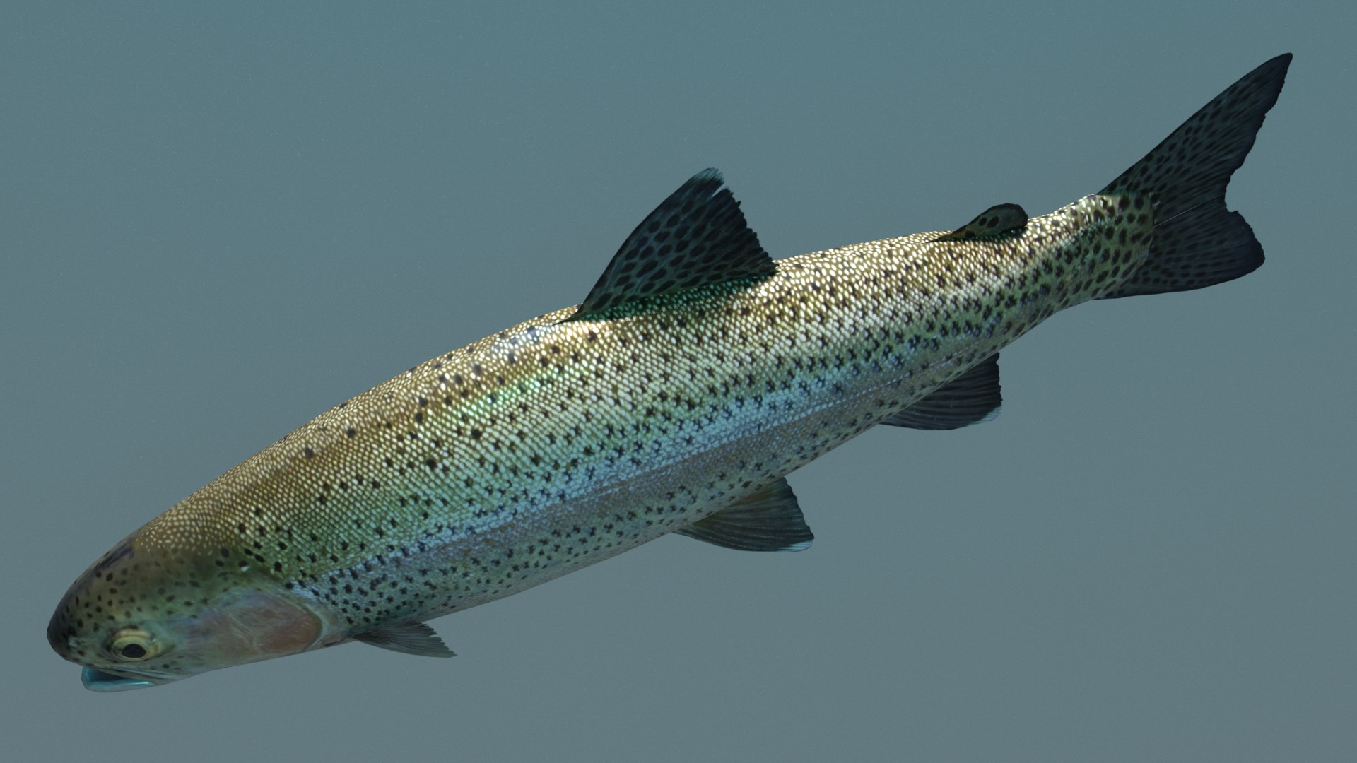 Trout Model - TurboSquid 1778468