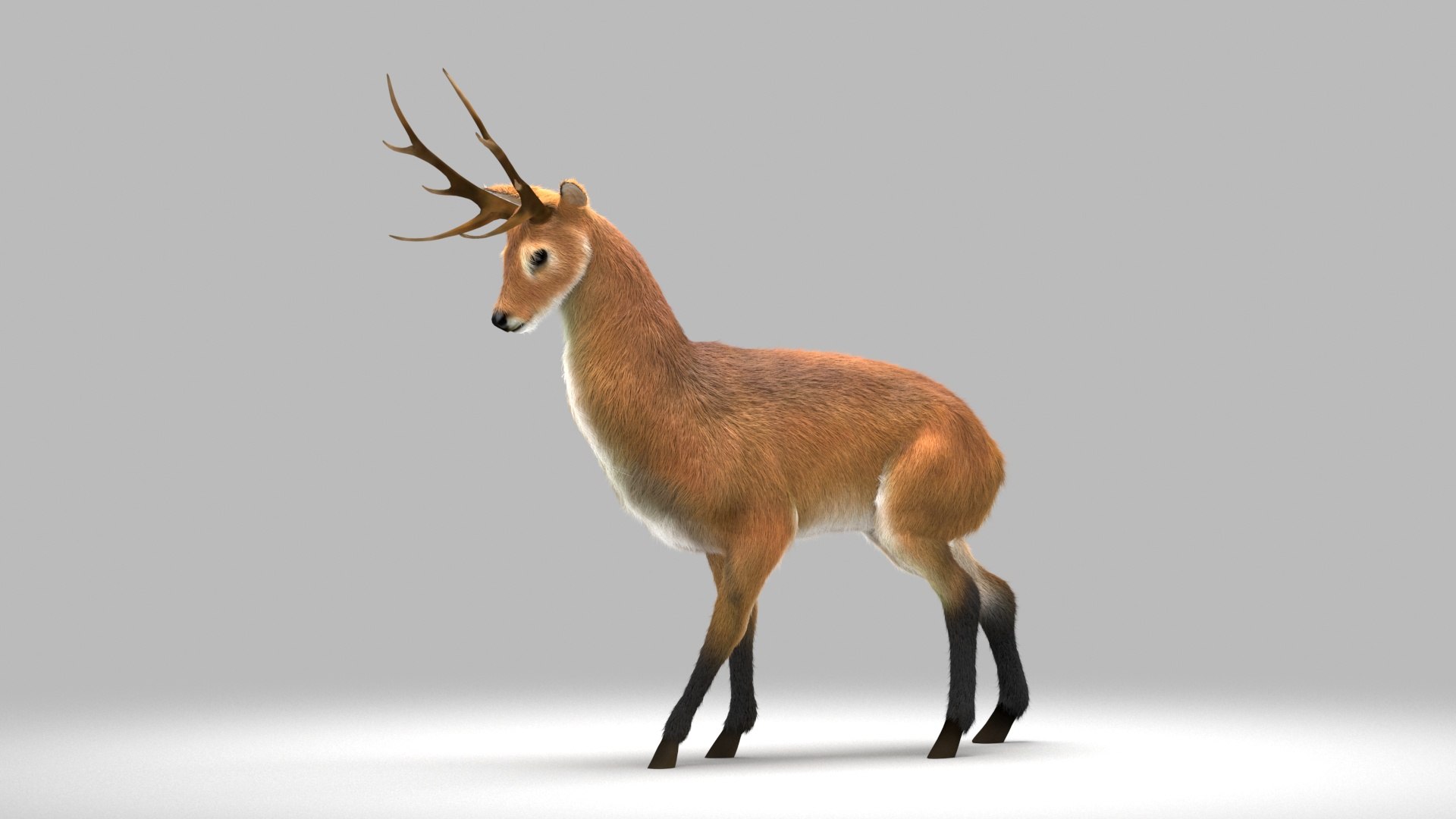 Deer Model - TurboSquid 1292505