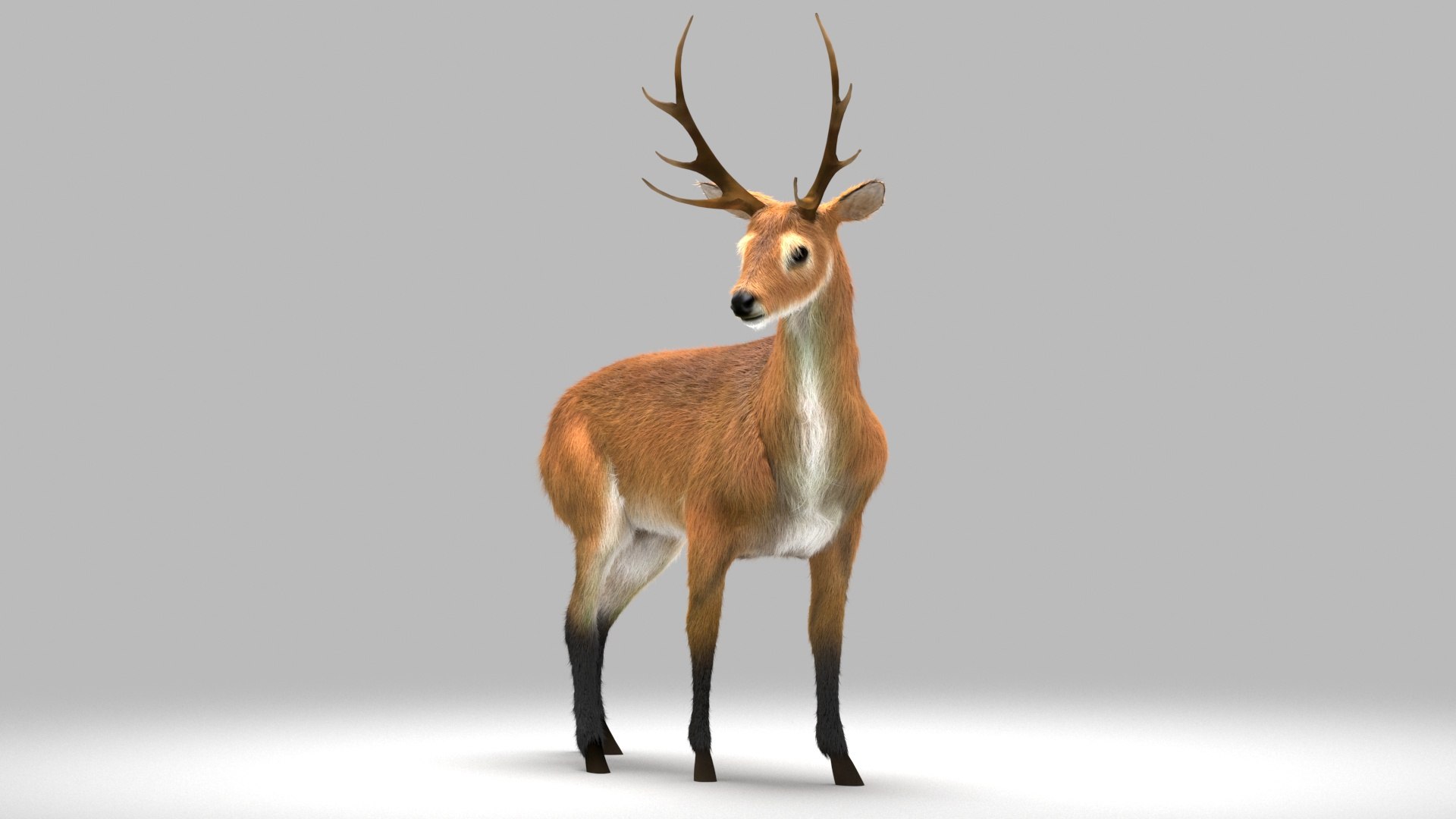 Deer Model - TurboSquid 1292505